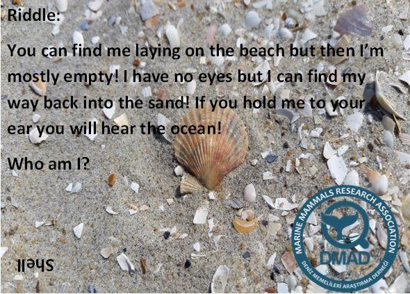 DMAD - Marine Mammals Research Association