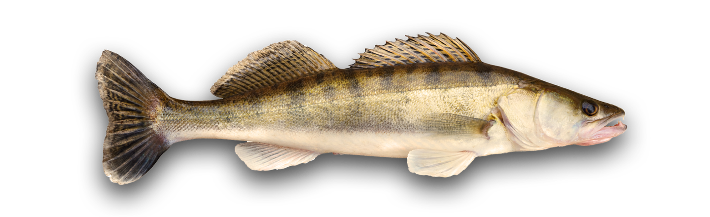 Devils Lake Guided Fishing | Pike, Perch, Walleye, Bass