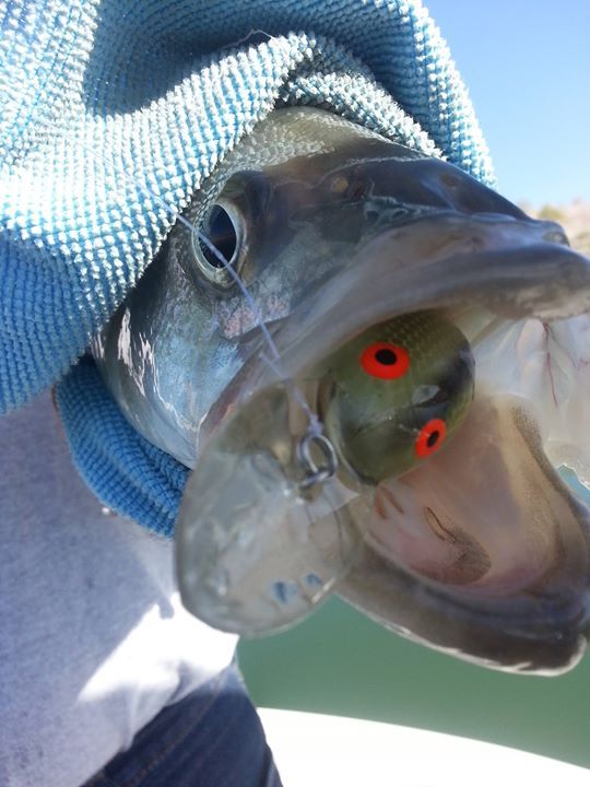 Lake Mead Fishing Guide Las Vegas Fishing Guides