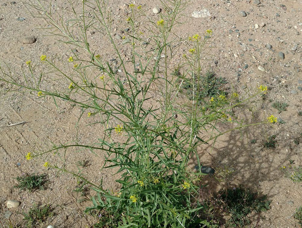 Identify Weeds | Suprise, AZ | Snyder's Weed Control
