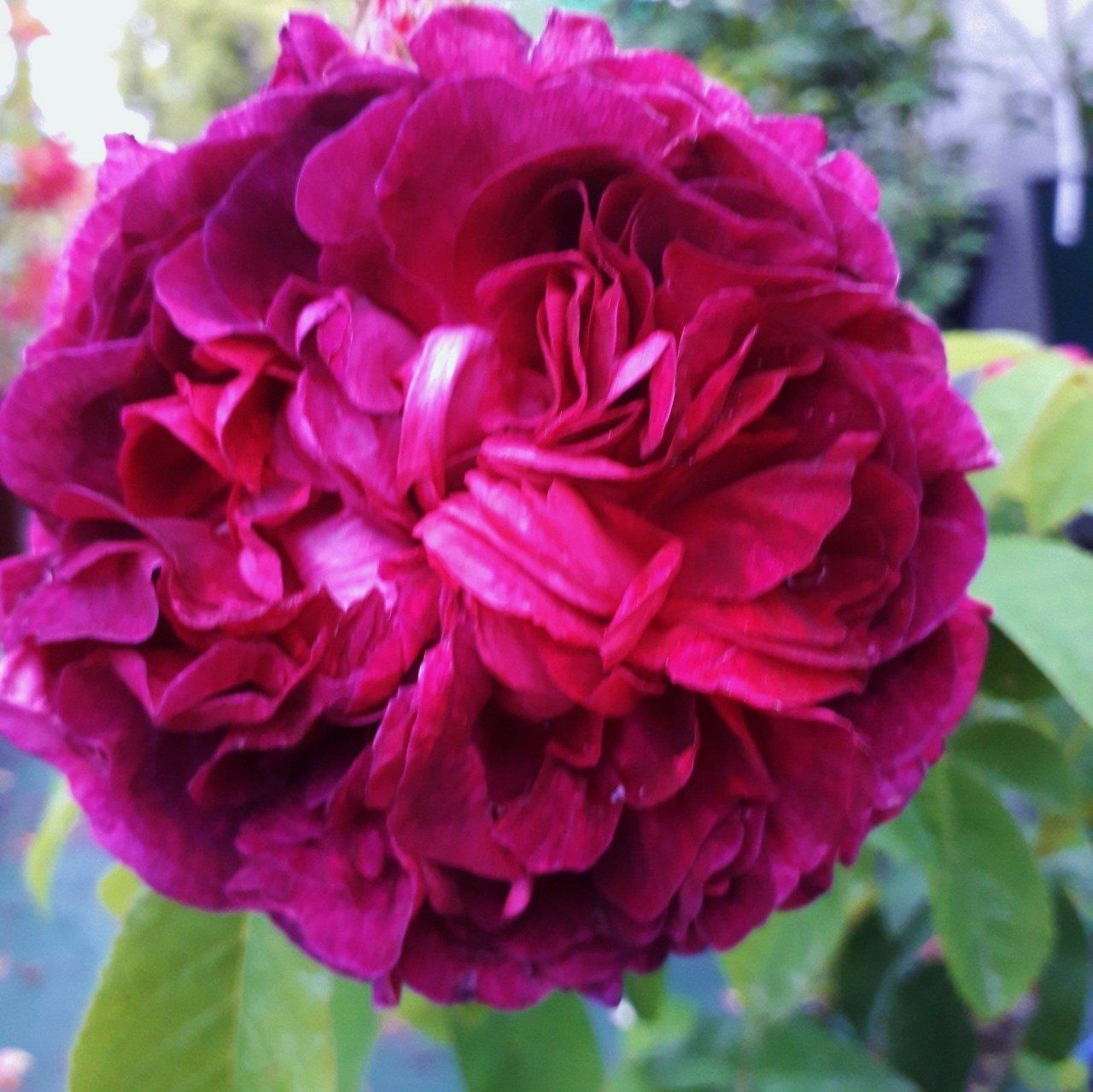 Le rose galliche - Roma - Vivaio Taroni