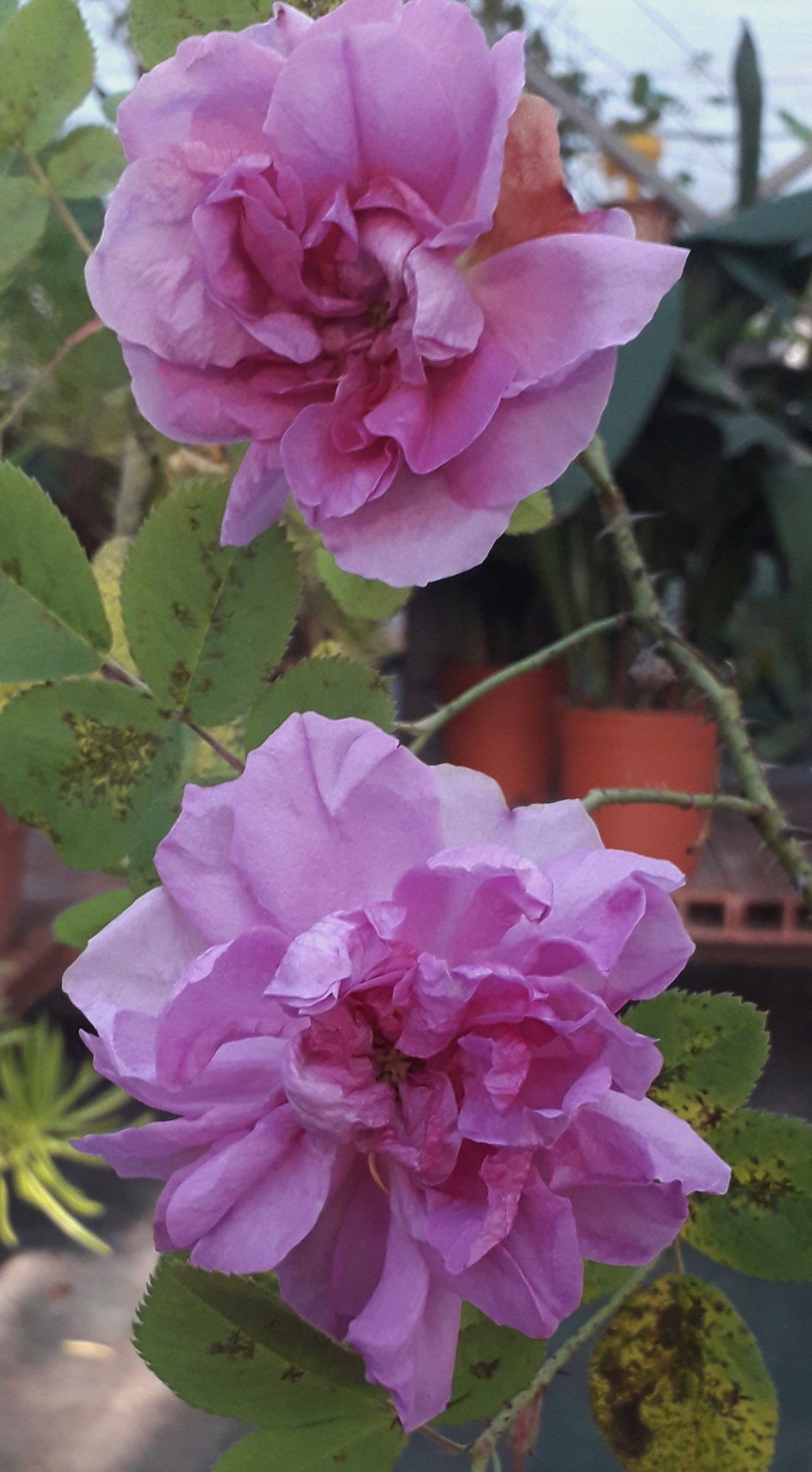 Le rose damasco - Roma - Vivaio Taroni