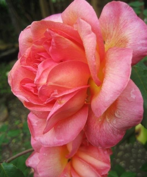 Le rose tea - Roma - Vivaio Taroni