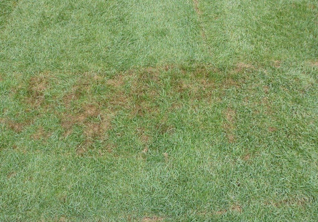 What's the Damage: Pythium Root Rot