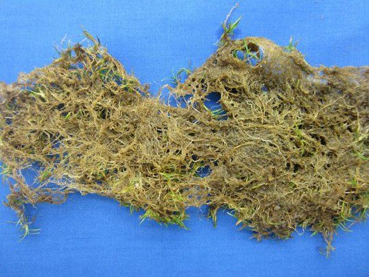 What's the Damage: Pythium Root Rot
