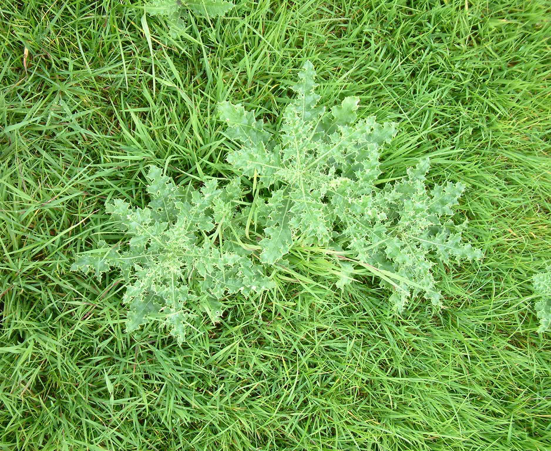 What's that Weed? Creeping Thistle