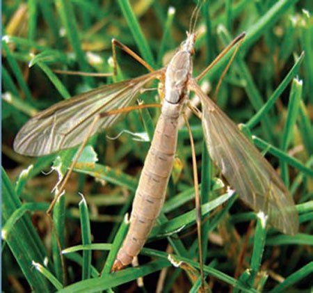 Lawn KILLER BUG! - How to CONTROL the HARMFUL European Crane Fly Larvae