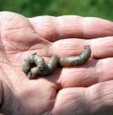 Lawn KILLER BUG! - How to CONTROL the HARMFUL European Crane Fly Larvae