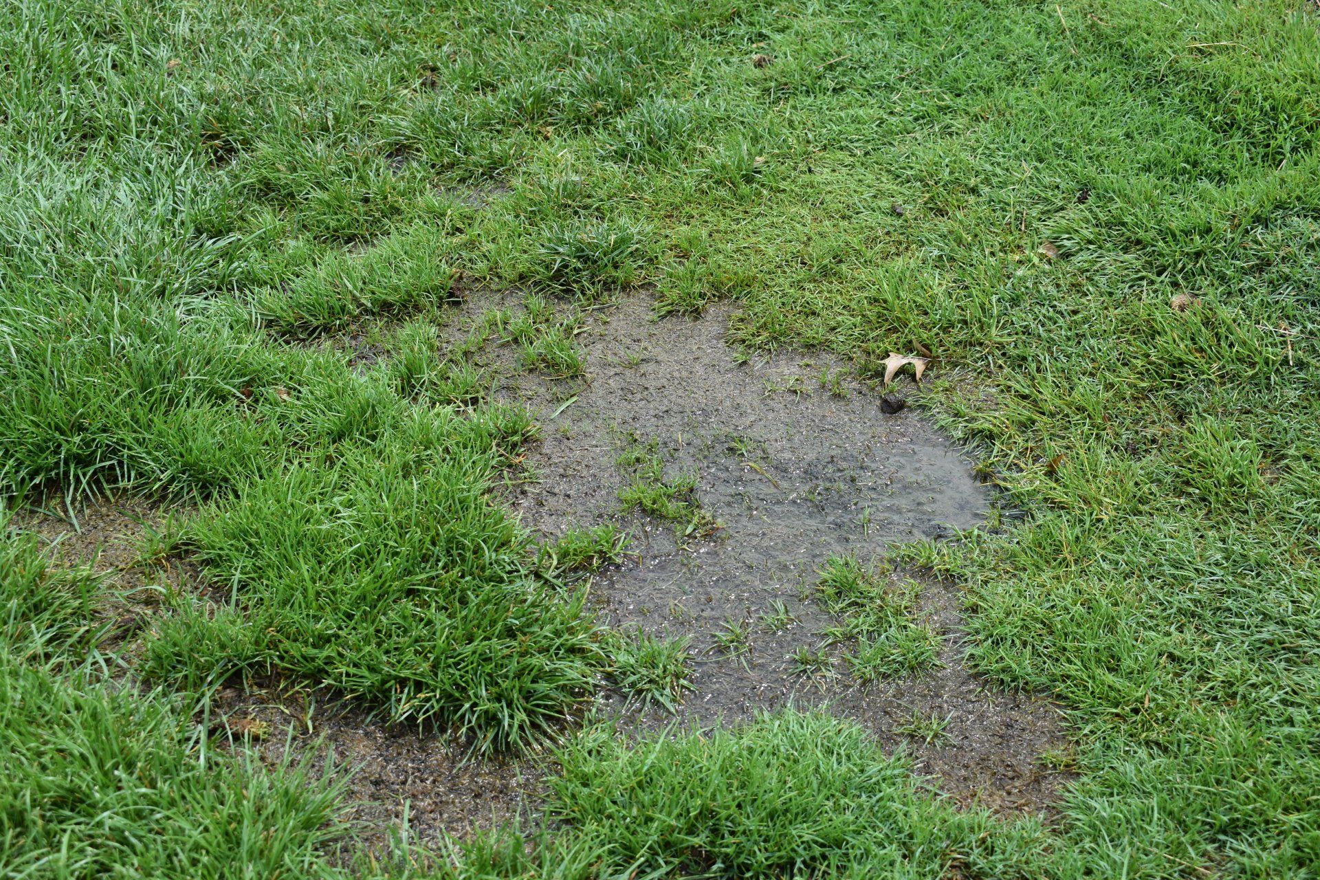 How to Restore and Prevent Soil Compaction