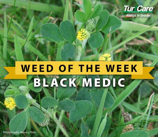 Weed of the Week: Black Medic