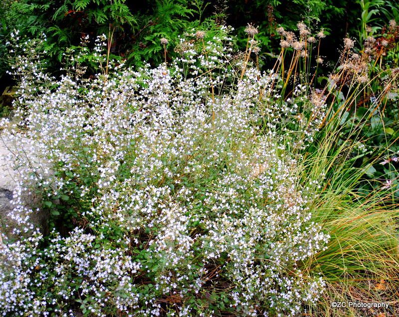 Calamintha Montrose White