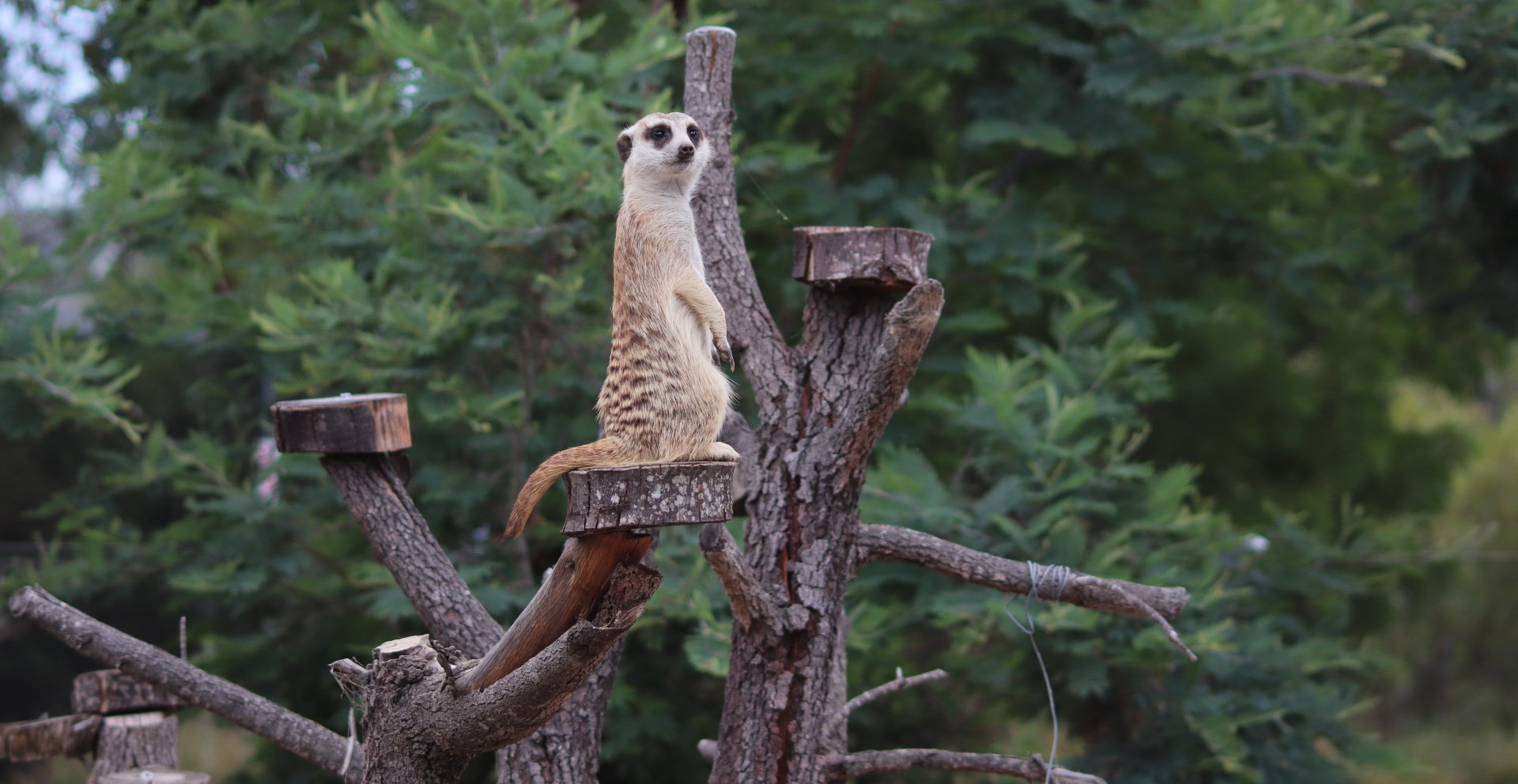 Tasmania Zoo - Riverside, TAS - Animals