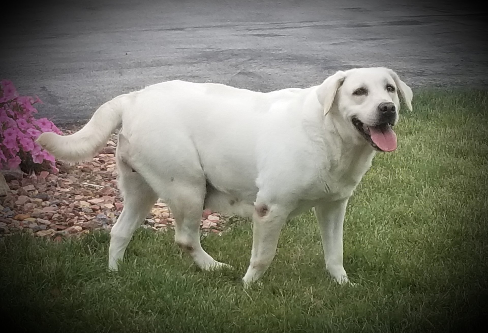 Crystal Acres Labrador Retrievers - Dog breeder Grabill, IN