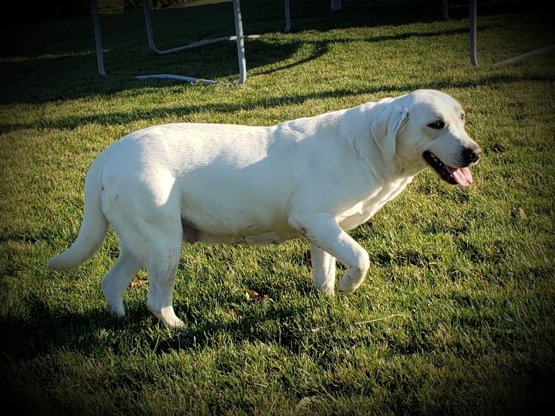 Crystal Acres Labrador Retrievers - Dog breeder Grabill, IN