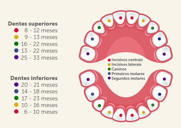 A ordem de surgimento dos dentinhos