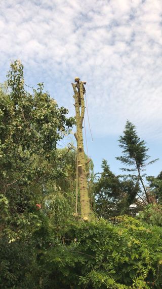 Tree surgeons | HD Tree Care