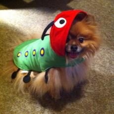 PetPom 2015 Pomeranian Halloween Costume Contest