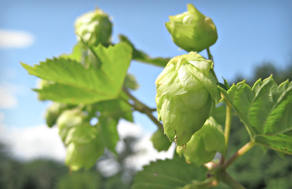 Brouwerij Kompel - Speciaalbier