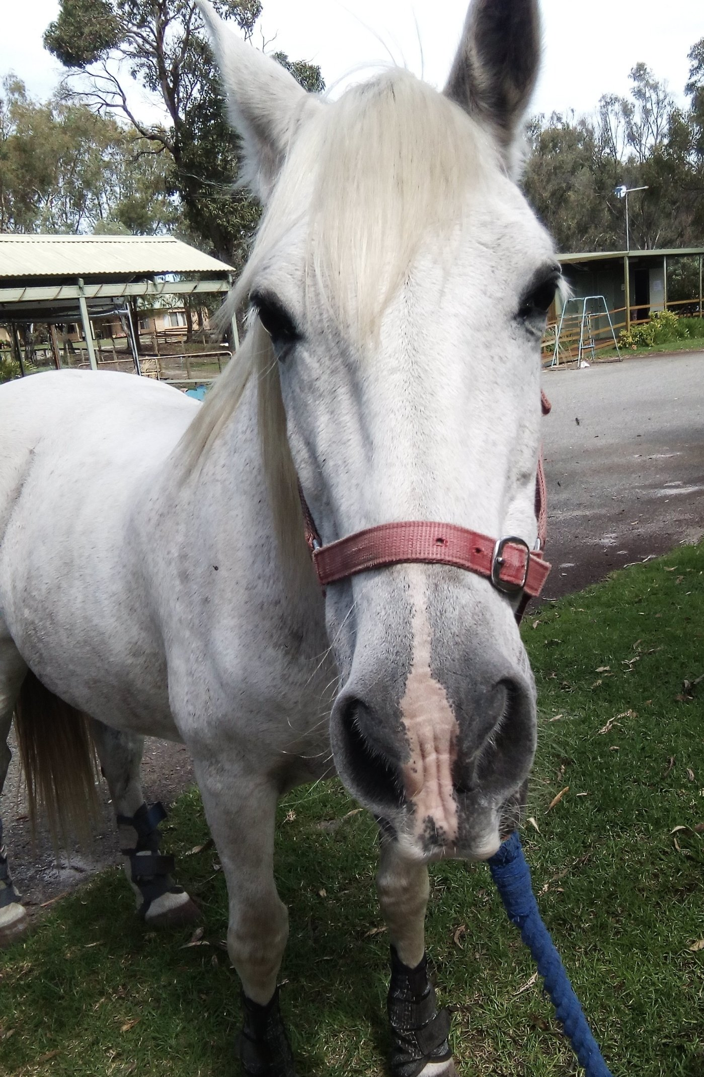 The Horses of RDA Capricorn