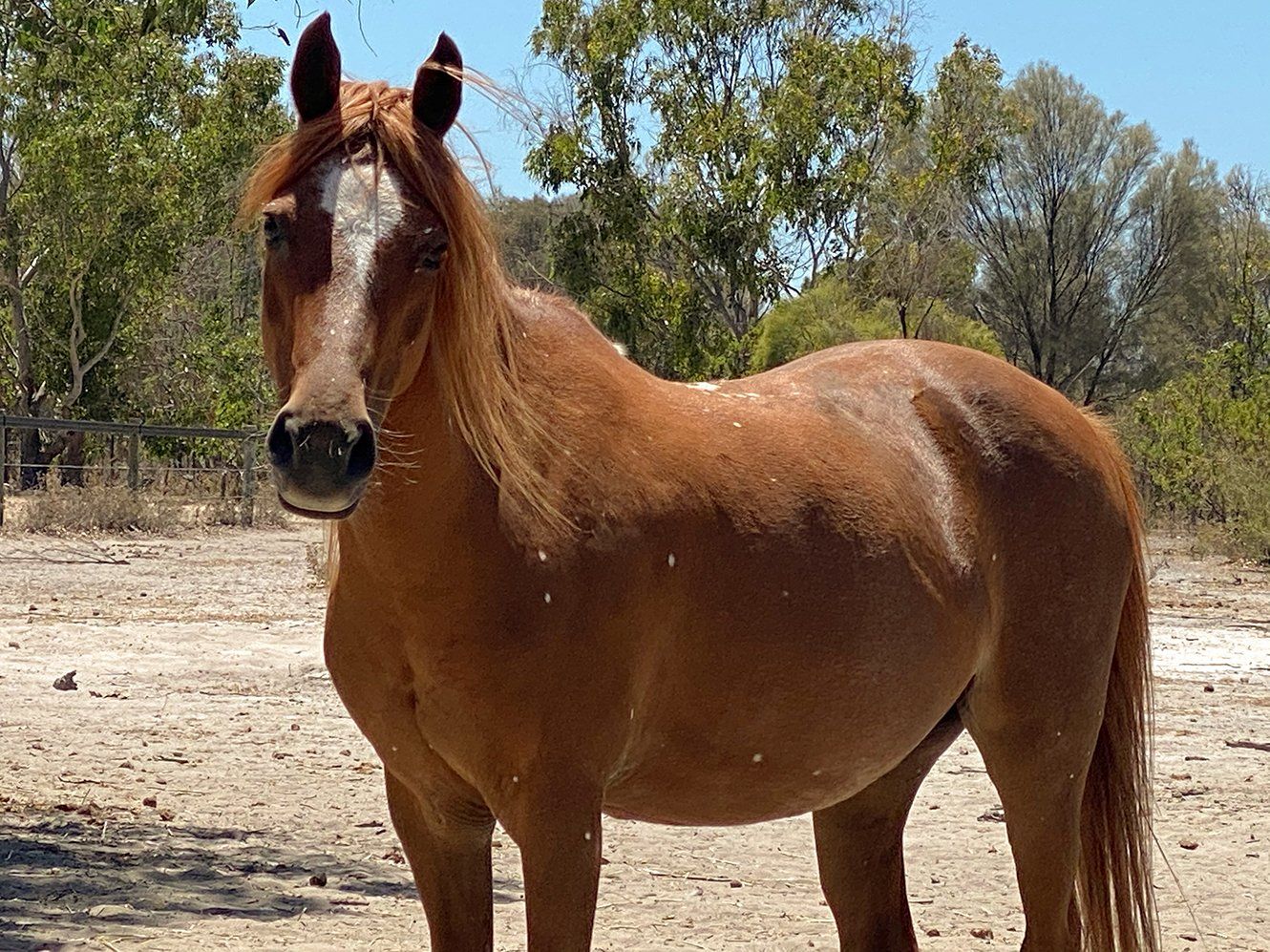 The Horses of RDA Capricorn
