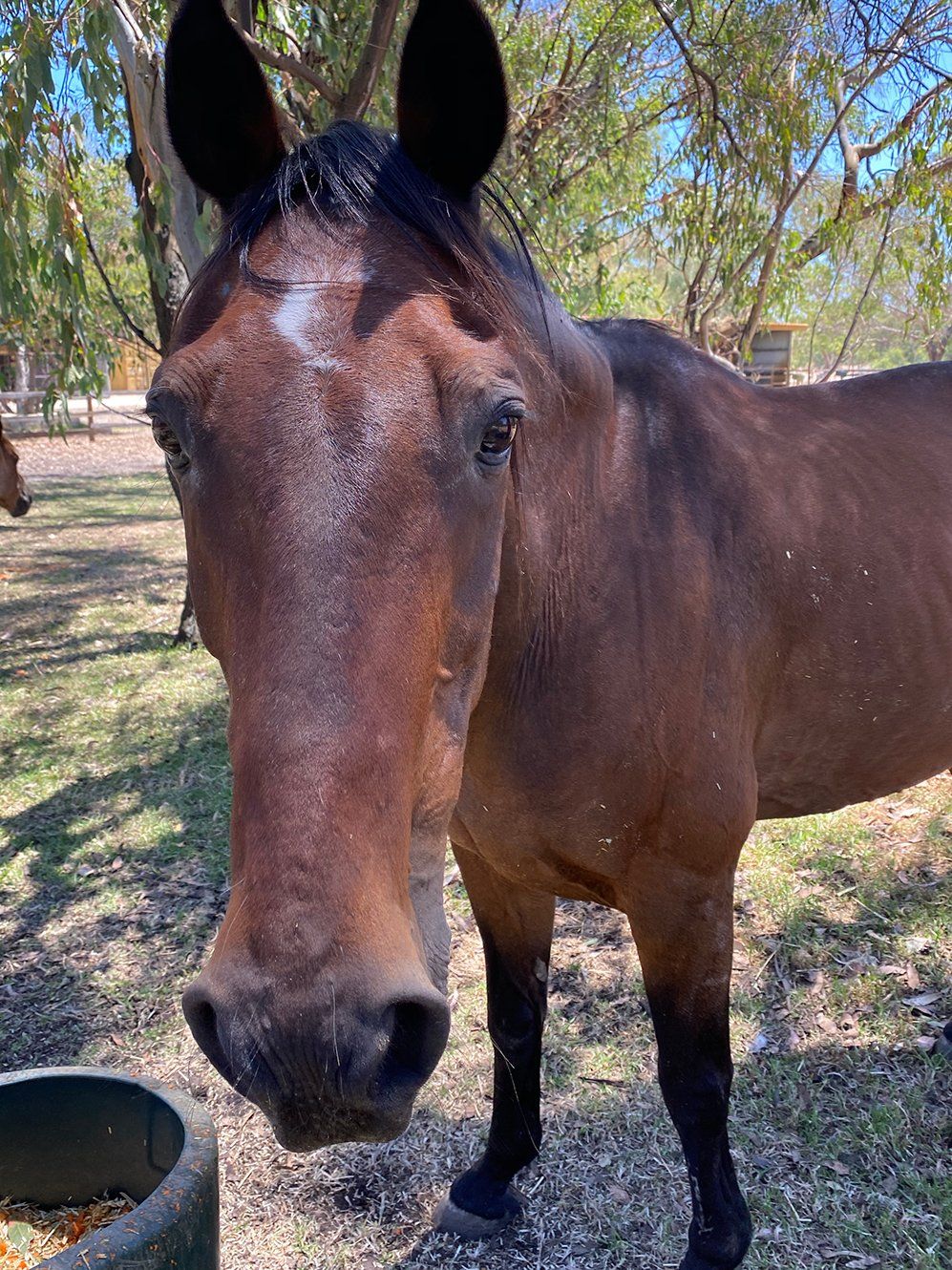 The Horses of RDA Capricorn