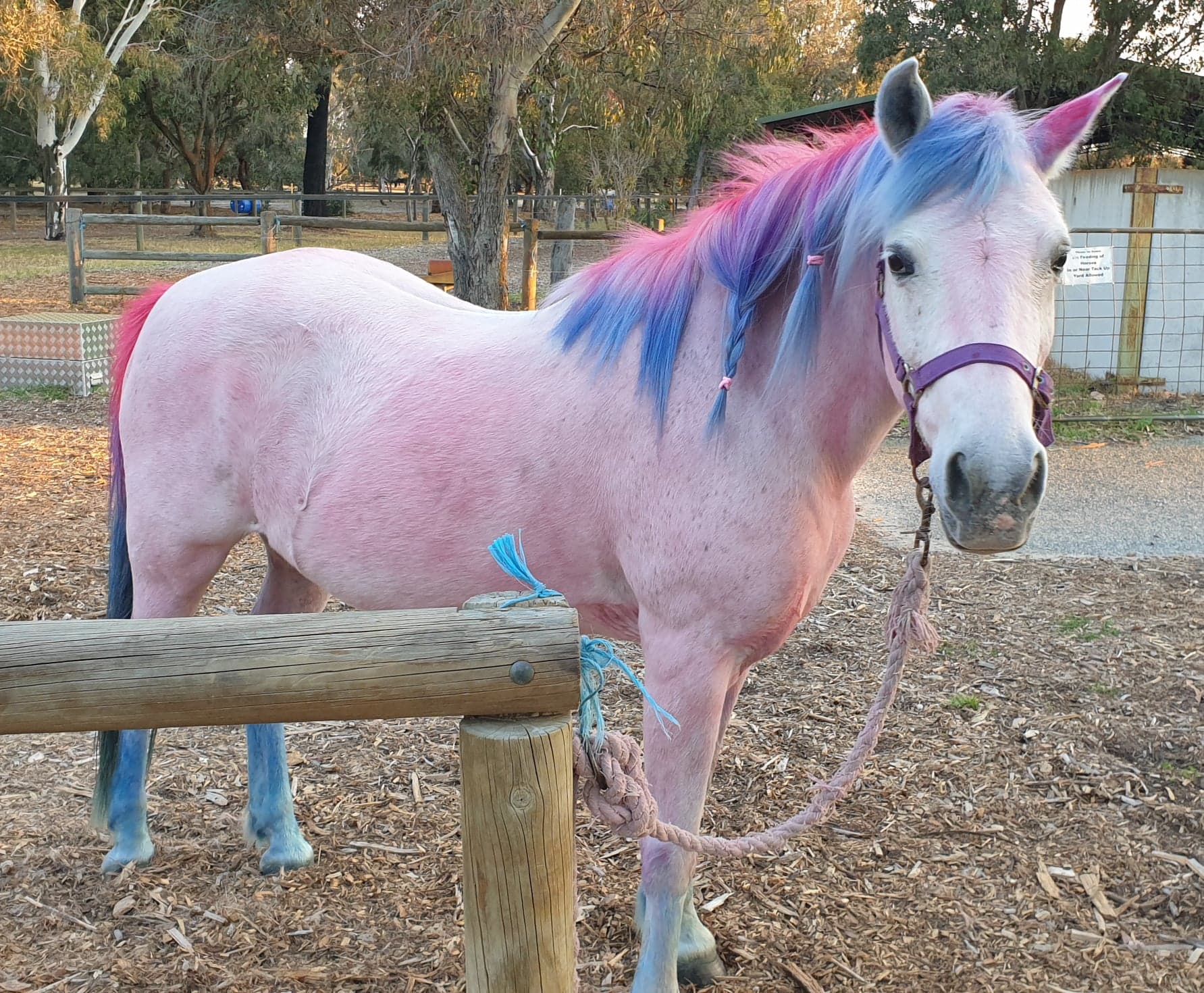 The Horses of RDA Capricorn