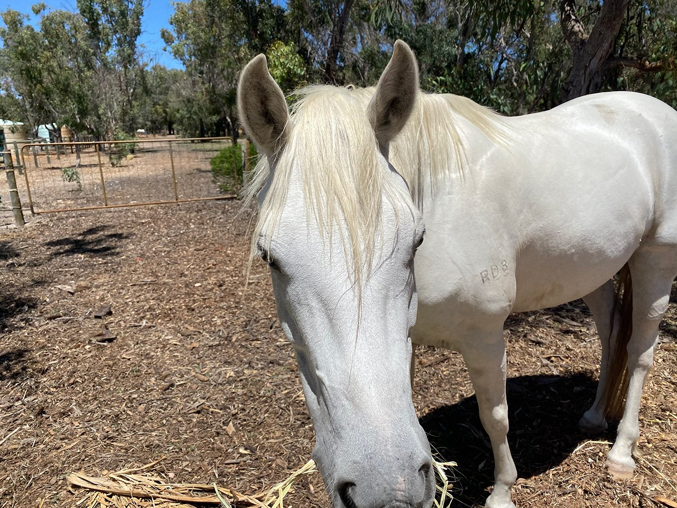 The Horses of RDA Capricorn