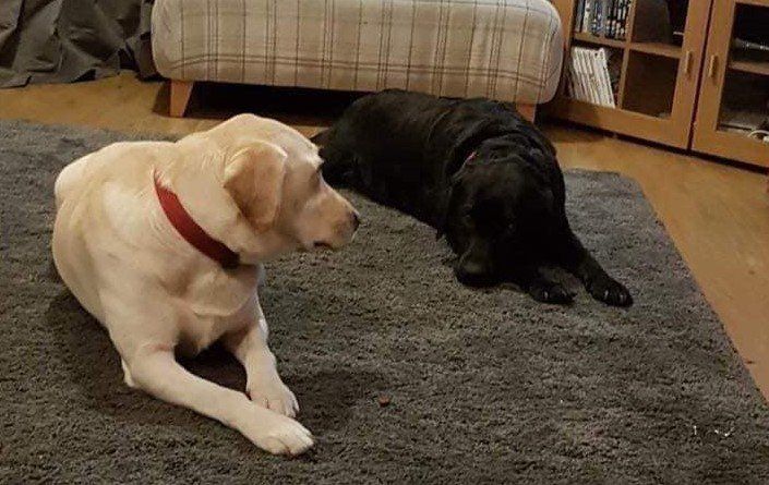 Rehoming - Labradors looking for a home