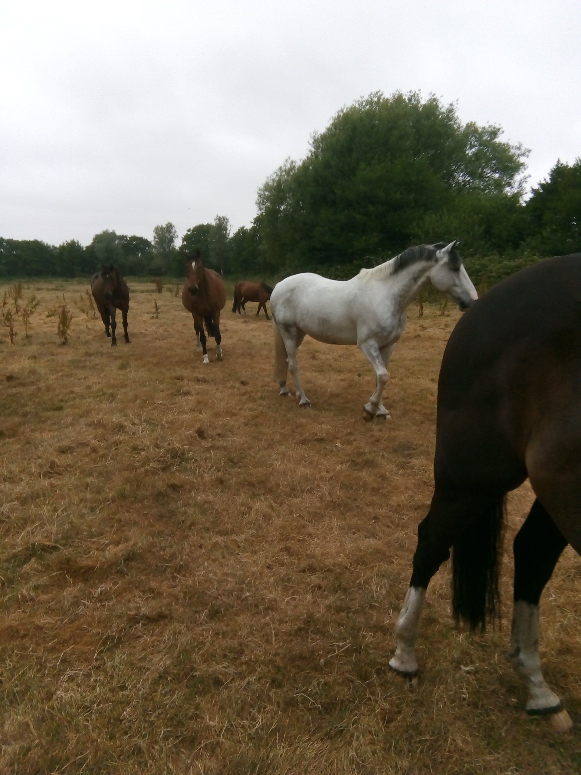 Horse riding school | Croft Farm Riding Centre