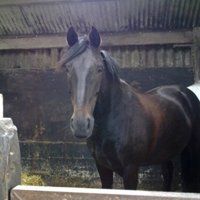 Riding lessons | Croft Farm Riding Centre