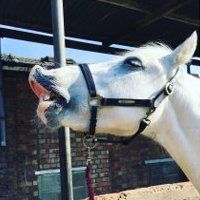 Riding lessons | Croft Farm Riding Centre