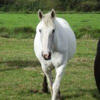 Riding lessons | Croft Farm Riding Centre
