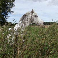 Riding lessons | Croft Farm Riding Centre