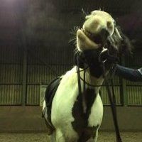 Riding lessons | Croft Farm Riding Centre