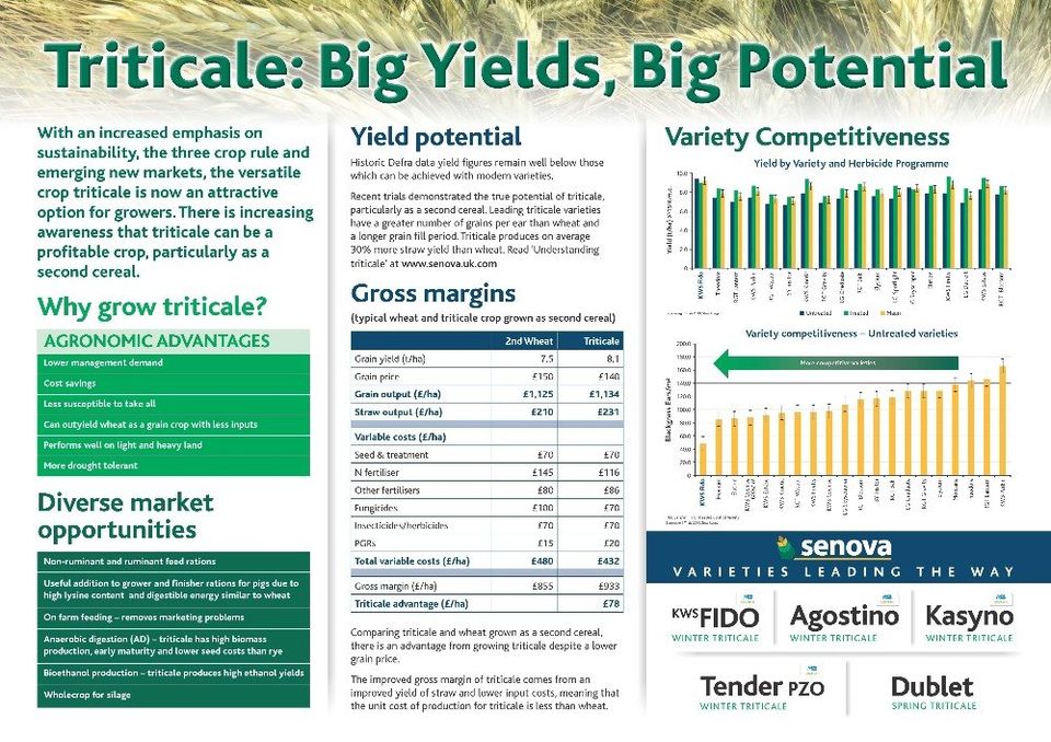 Triticale Varieties - Senova
