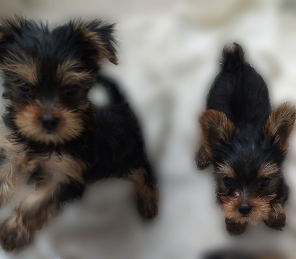 Cachorros Yorkshire en Venta | Yorkshires.mx Mexico