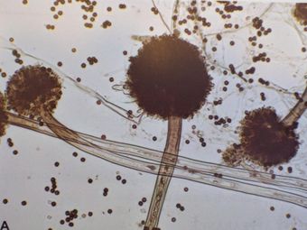 Global Indoor Health Network - Aspergillus