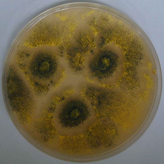 Global Indoor Health Network - Eurotium