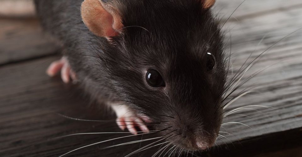 Må du selv bekæmpe rotter på din grund?