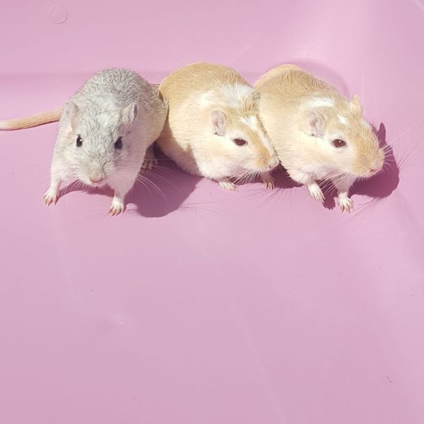 Animals looking for new homes
