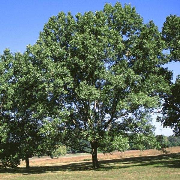 Native Missouri Trees Identification Trees And Shrubs Ozark National