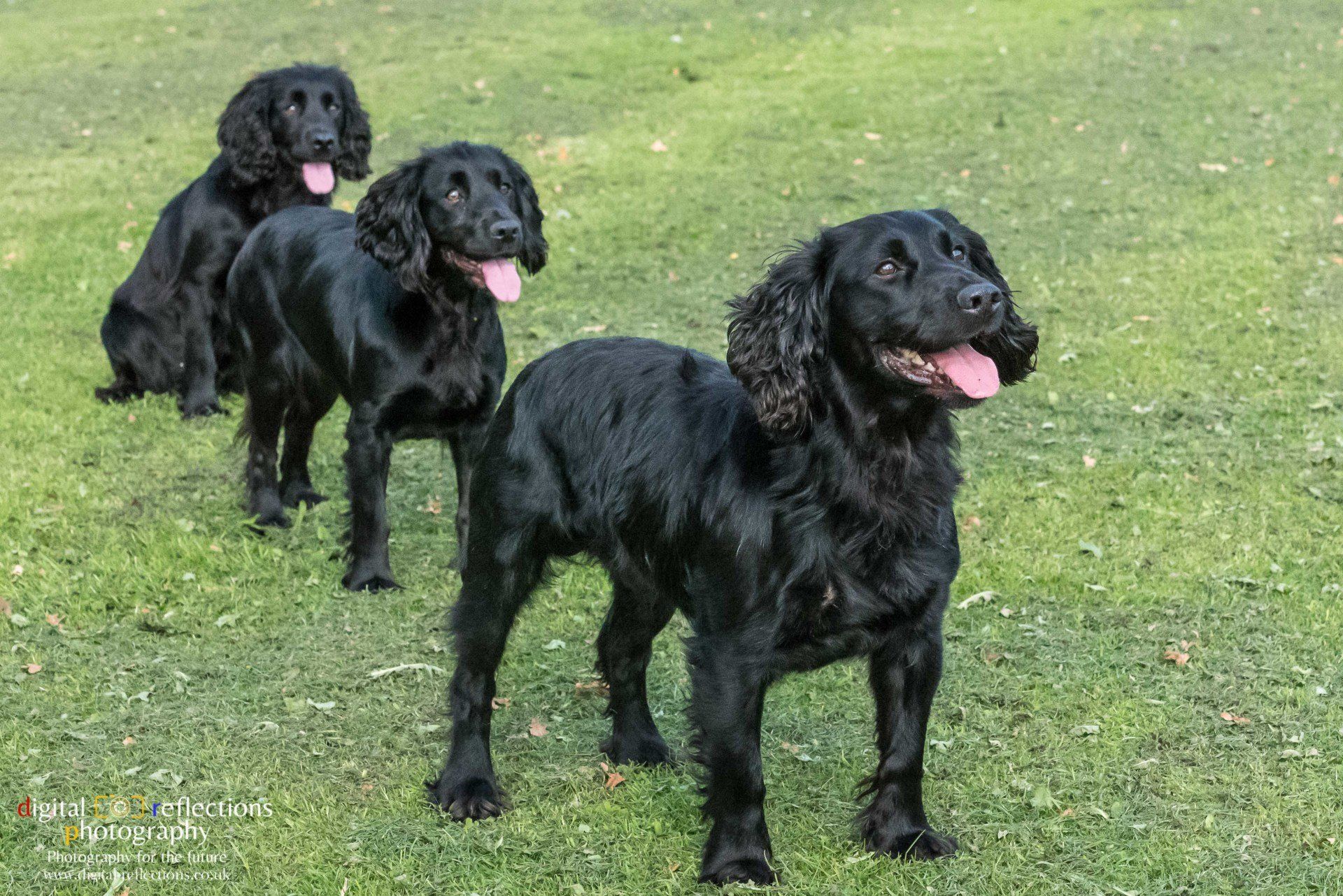 Gun dog residential training | Brockwell Gundogs