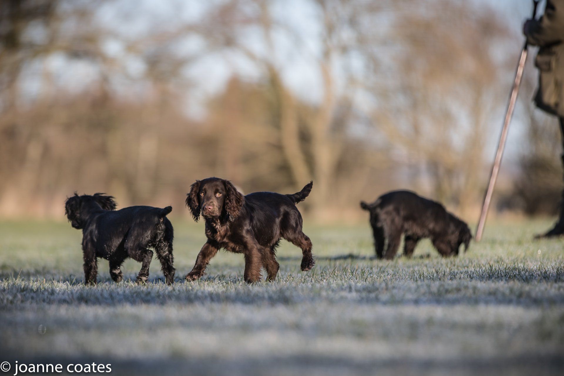 Gun dog residential training | Brockwell Gundogs