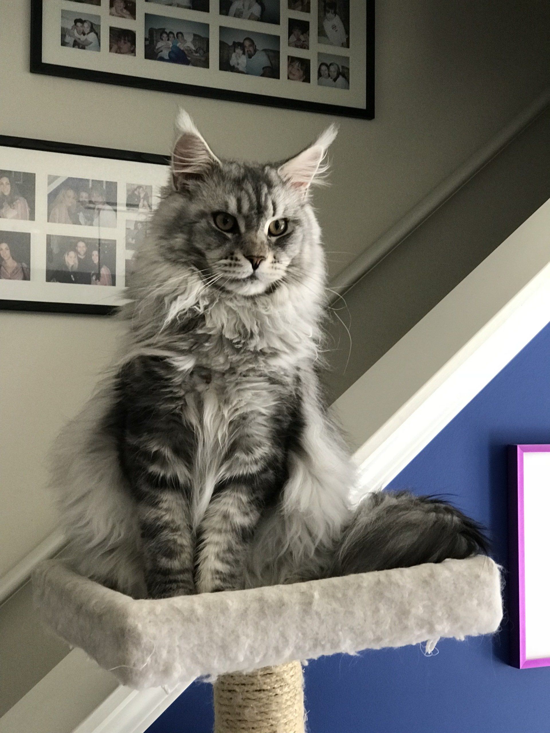Welcome To Megacoon.com! Travel With Us On A Journey Down Maine Coon ...