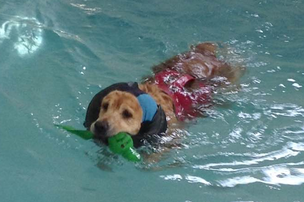 Canine hydrotherapy pool | Doggy Paddles Canine Country Retreat