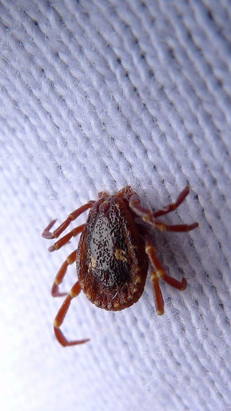 Bates Pest Control - Batehaven, NSW - Services