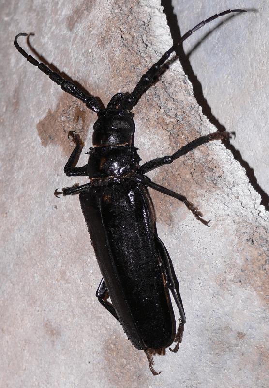 Bates Pest Control - Batehaven, NSW - Services