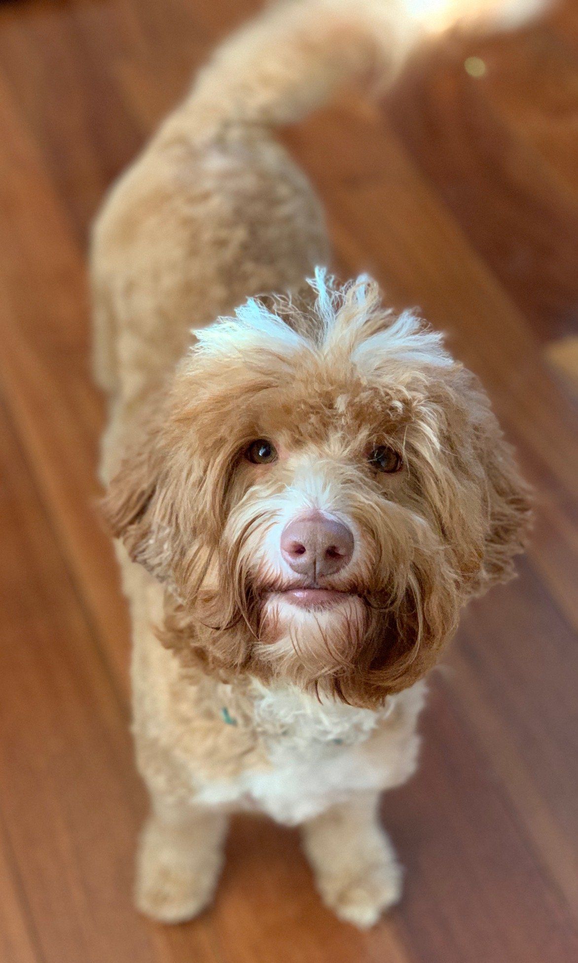 Our Dogs | Granite State Labradoodles