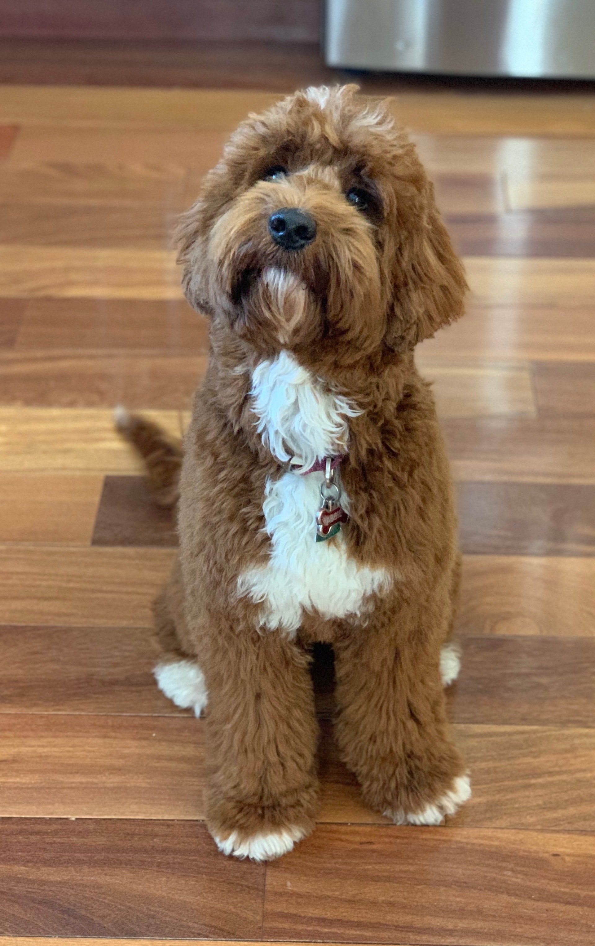 Our Dogs | Granite State Labradoodles