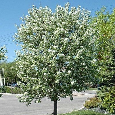 Spring Snow Crabapple